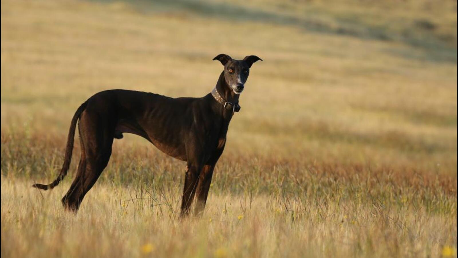 SPG May Rope In Karnataka s Mudhol Hound Dogs Bengaluru Hindustan Times