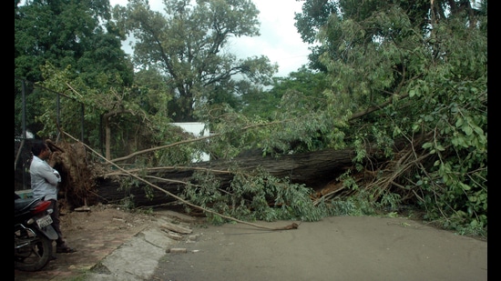 Gardener killed, three injured as giant tree falls on them at SP ...