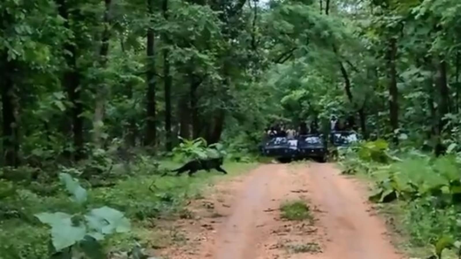 Video of rare black panther spotted at Madhya Pradesh’s Pench Tiger ...