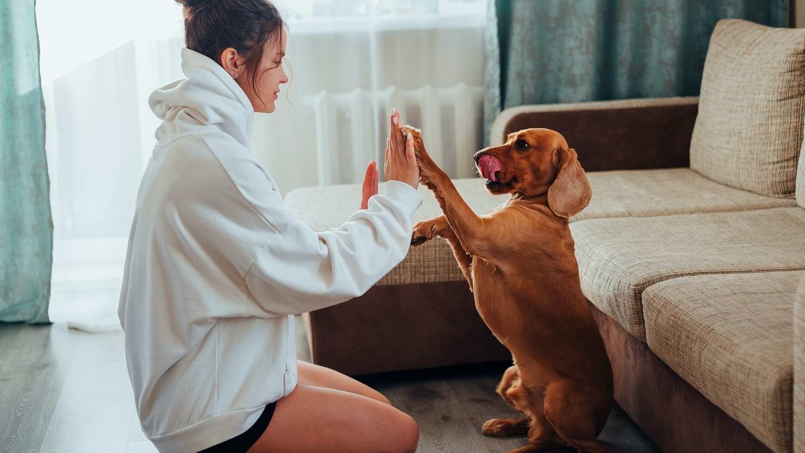 Dogs shed tears of positive emotions when reunited with their owners ...