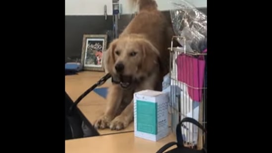 'Office dog' disrupts work, barks at CEO, stretches cutely after day's ...
