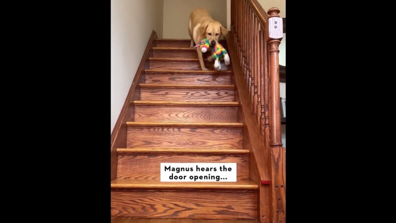 Video of how this Labrador would react to encountering a thief is ...