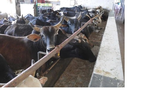 AKTU to adopt gaushalas for producing compressed biogas | Hindustan Times