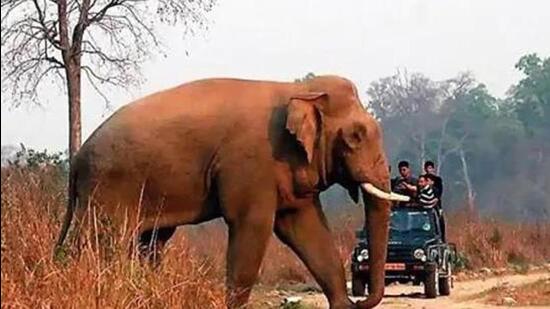 Orissa HC approves constitution of task force to curb elephant poaching ...