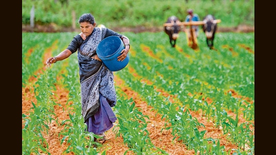 A reality check from the farm - Hindustan Times