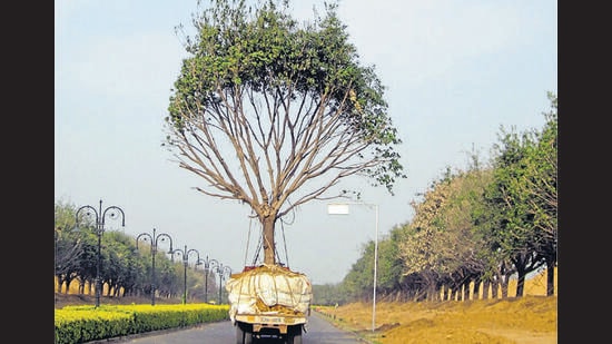 Only 1 tree transplantation project in Delhi met 80% survival rate ...