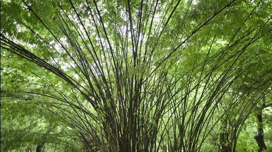 Just one third of trees transplanted last three years survived: Delhi ...