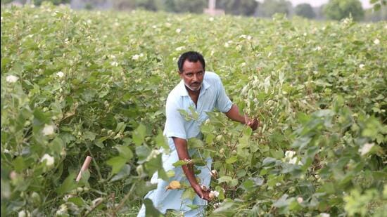 Cotton harvest begins in Punjab amid negligible impact of pest attacks ...