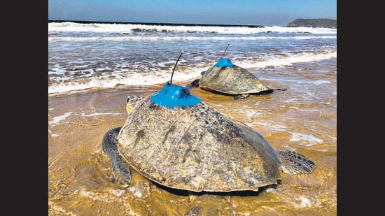 Turtle travels: Tracking olive ridleys in the Arabian Sea - Hindustan Times