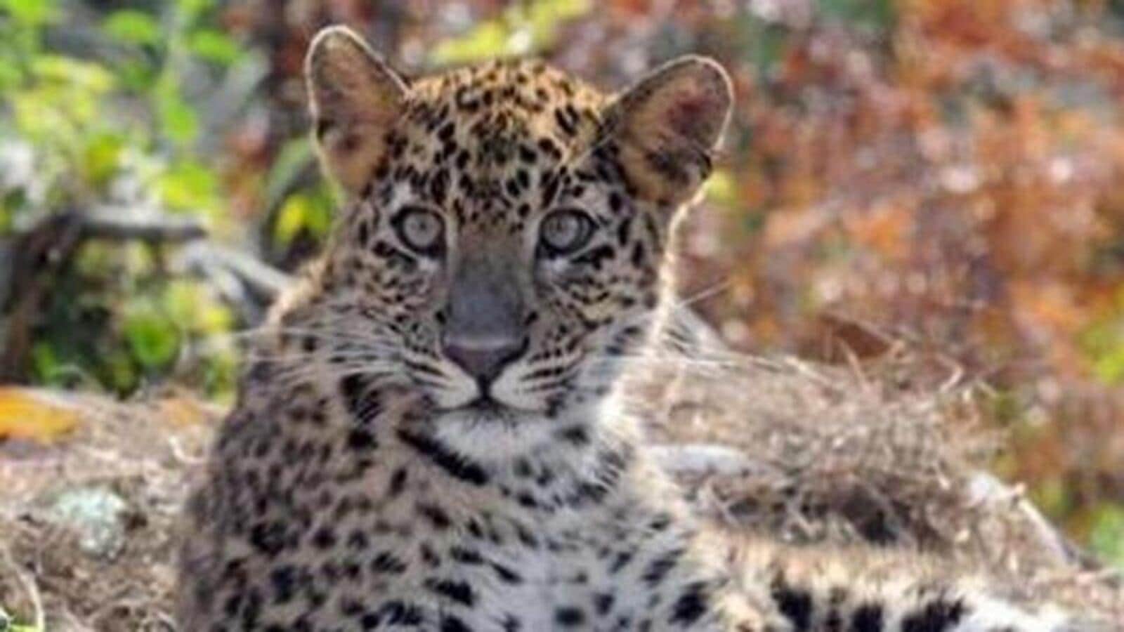 Belagavi: Month on, admin calls off operation to capture leopard ...