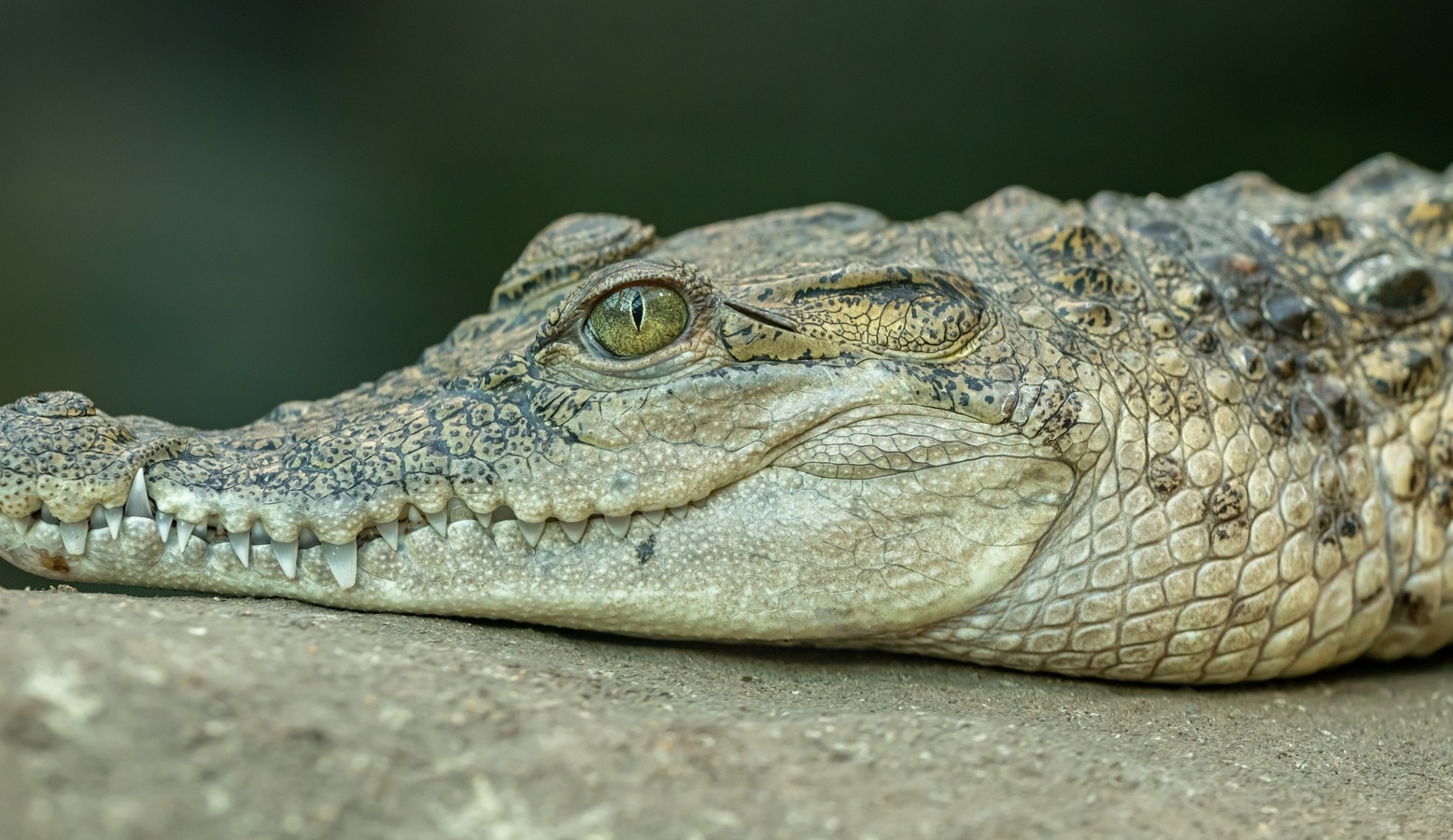 Police catch an angry, hissing alligator at an ATM in Texas. Watch ...
