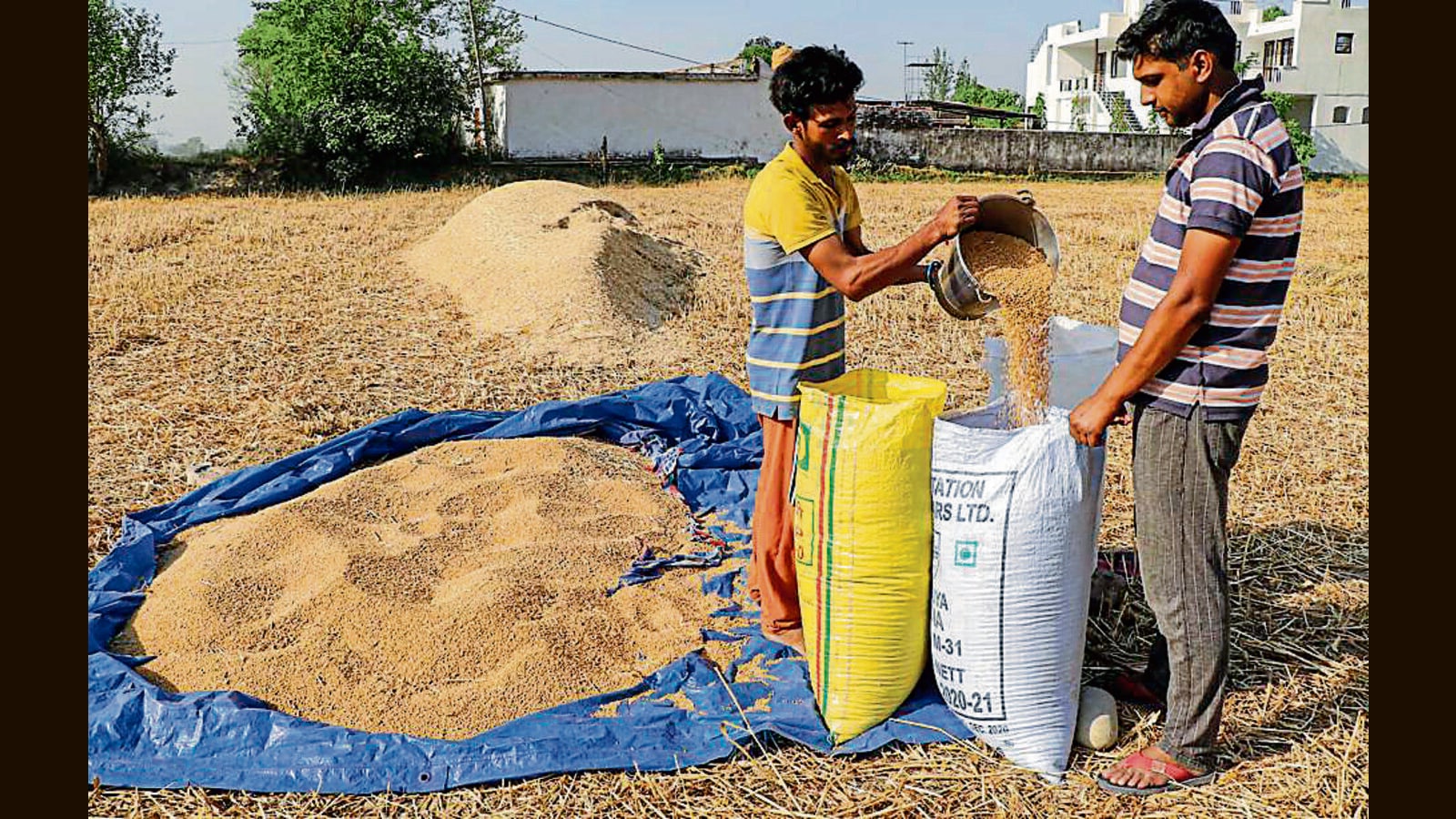 Five new wheat varieties developed by IIWBR- Karnal get ICAR ...