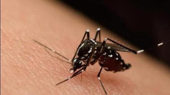Covid takes a backseat in West Bengal as state sees rise in dengue ...