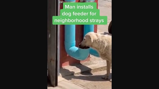 Man uses pipes to design feeders for stray dogs. Watch | Trending ...