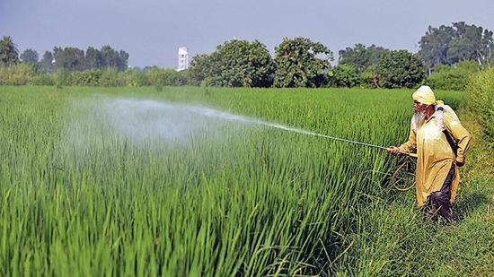 Partial drought may trigger 12MT decline in rice output | Latest News ...