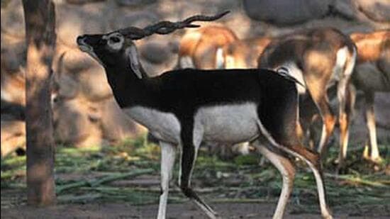 Struggling to survive in Abohar sanctuary, blackbucks may soon gallop ...