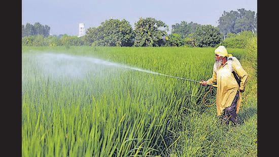 Paddy crop over 34K hectares hit by dwarf disease in Punjab; 5% crop ...