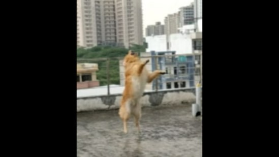 Therapy dog’s happy dance in rain will make you want to join. Watch viral video | Trending
