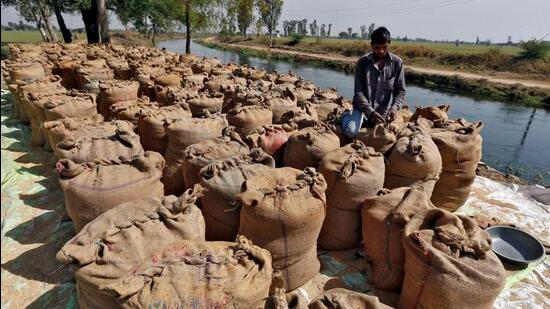 Why India restricted export of rice amid global food crisis | India News