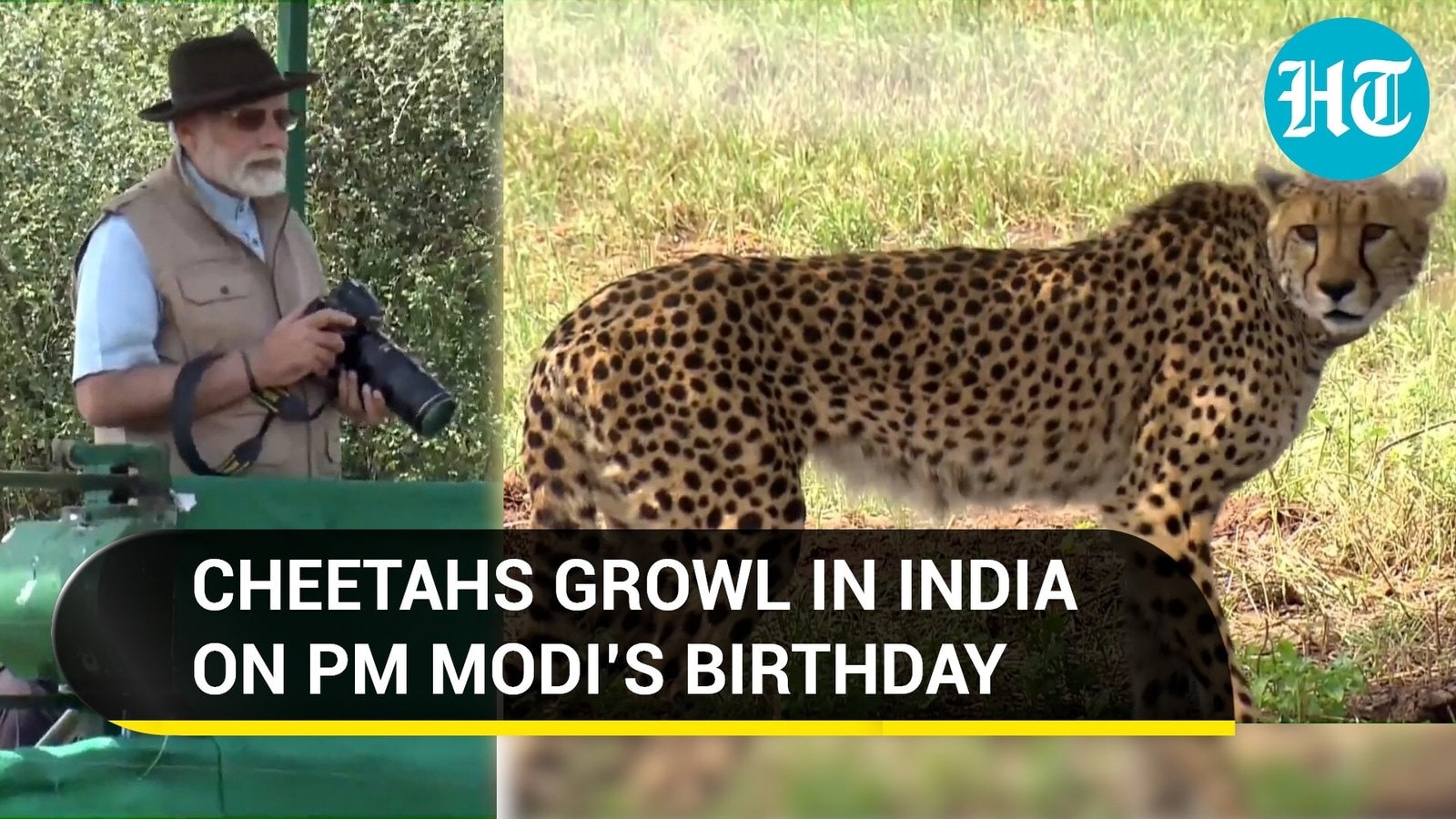 Cheetahs make India home after 7 decades; PM Modi releases big cats on ... Cheetahs make India home after 7 decades; PM Modi releases big cats on ...