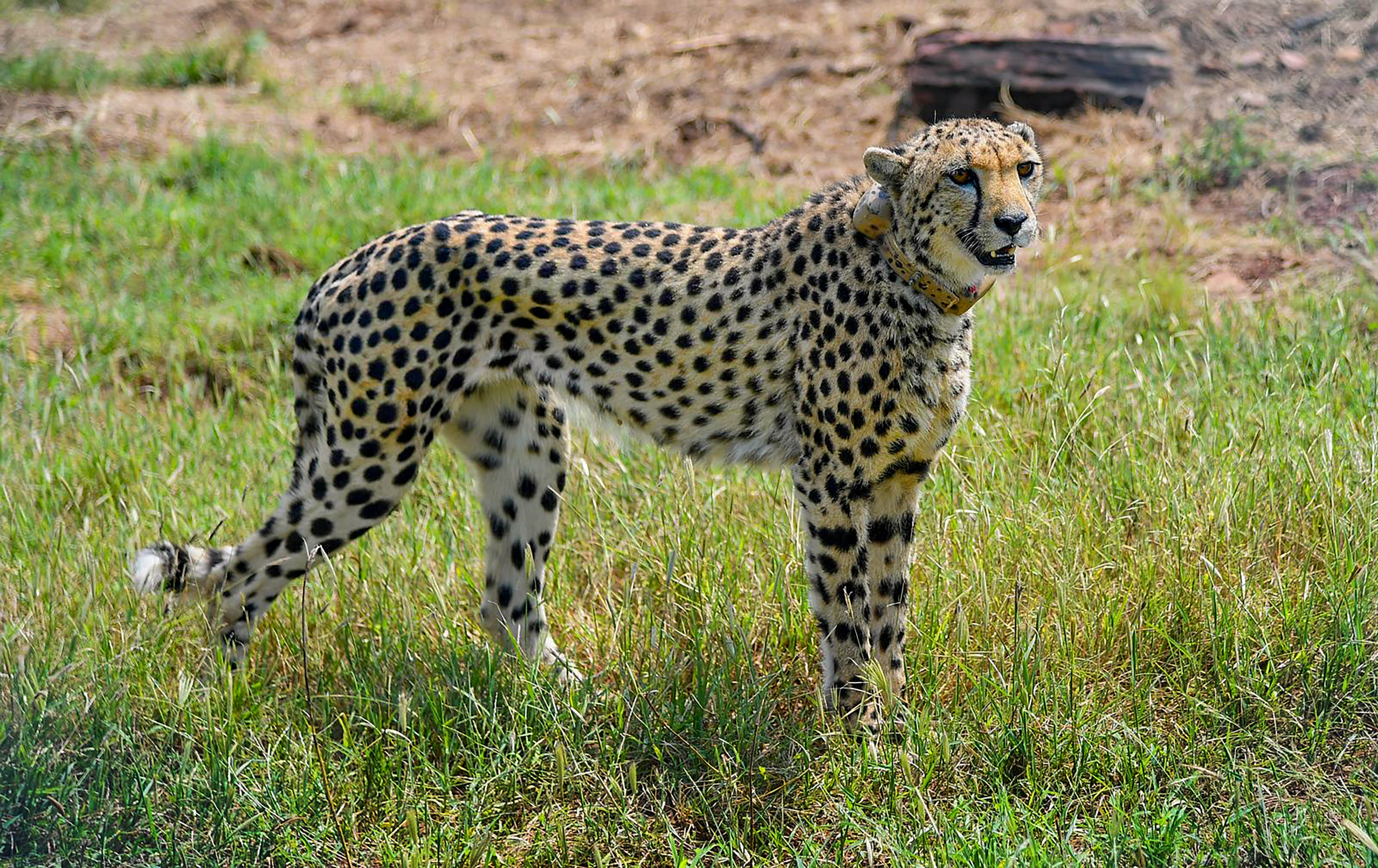 Creating a sustainable home for the cheetahs | Hindustan Times
