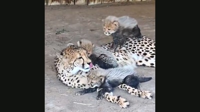 Video of mama cheetah with her tiny cubs goes viral, Internet loves it ...