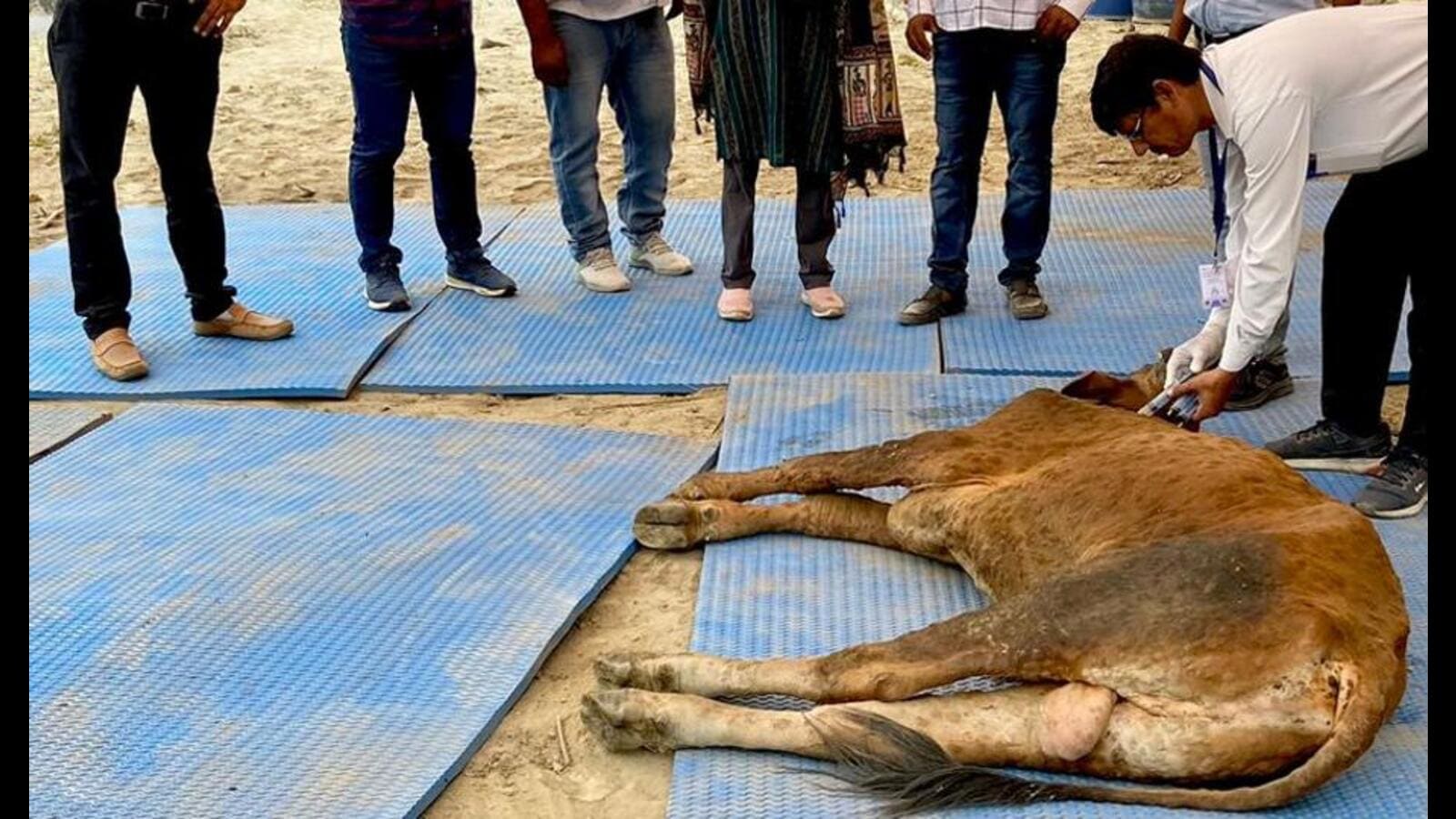 Lumpy skin disease cases rise in GB Nagar even as vax drive picks up ...