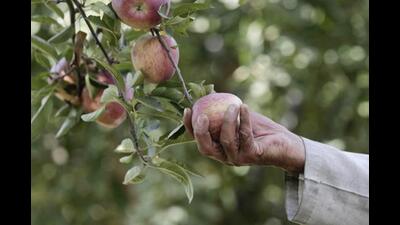 ₹1300 crore sanctioned for horticulture project in Himachal | Hindustan ...