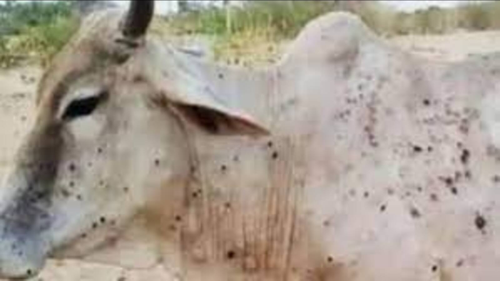 Lumpy Virus:BHU doctor holds special prayers for cattle, seeks divine ...