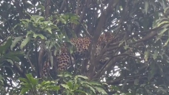 Leopard lands in a sticky situation after climbing a tree. Here’s how ...