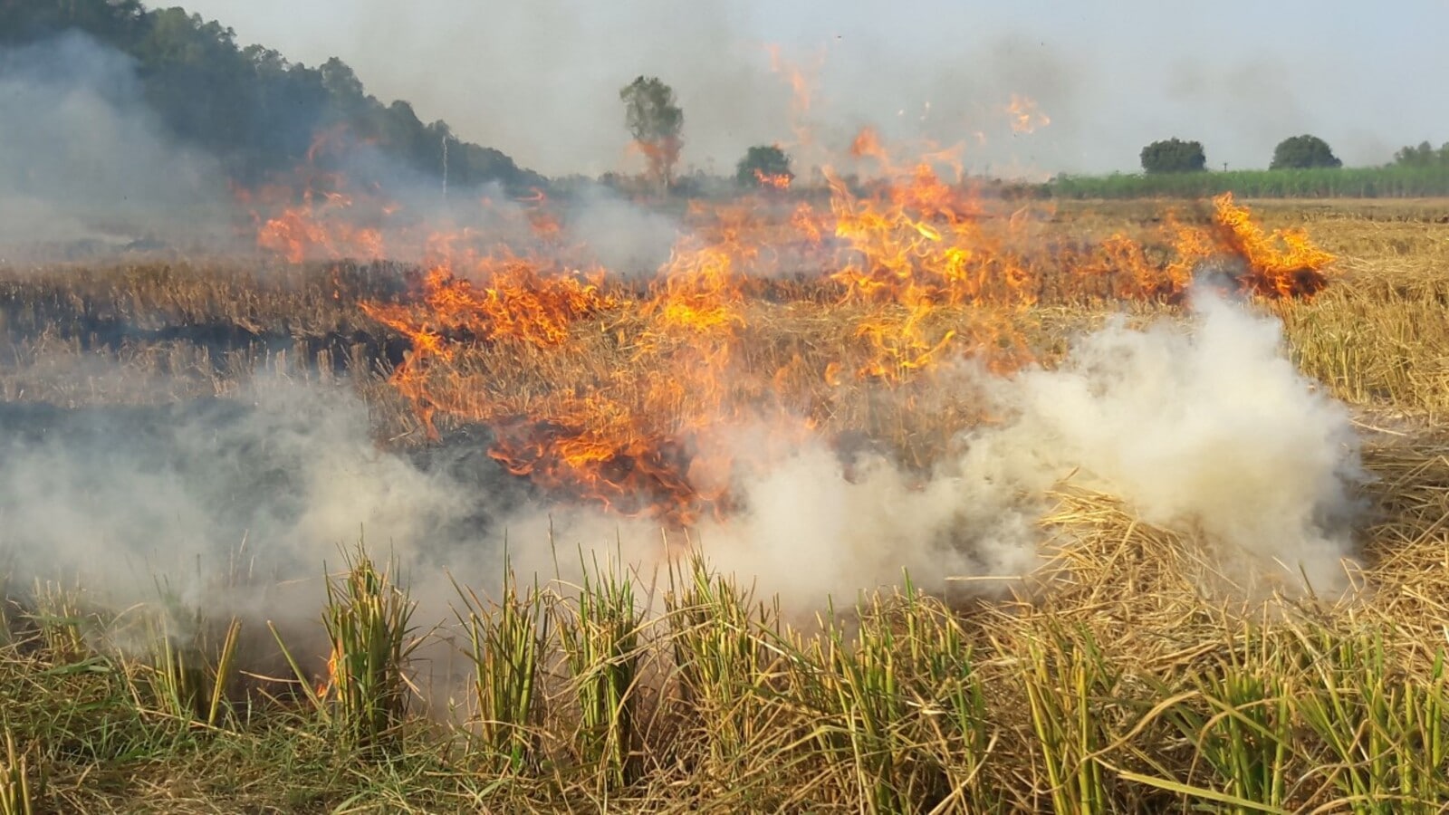 Haryana takes new approach to check stubble burning | Hindustan Times