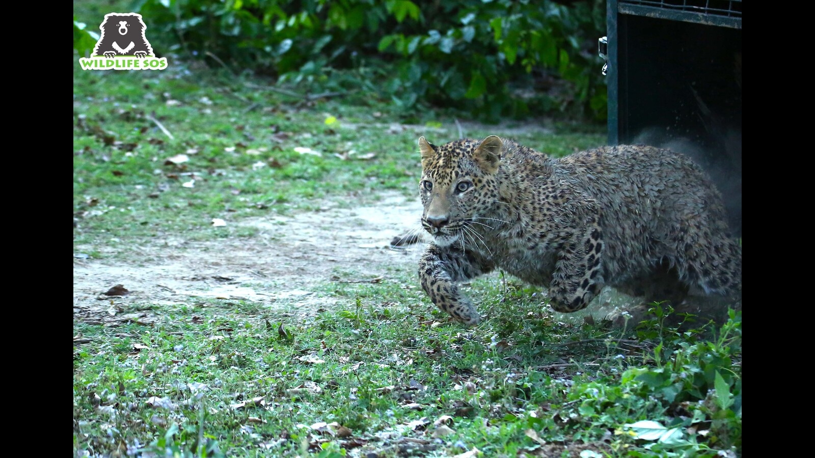 Seven teams formed to hunt ‘man-eater’ leopard in north Kashmir ...
