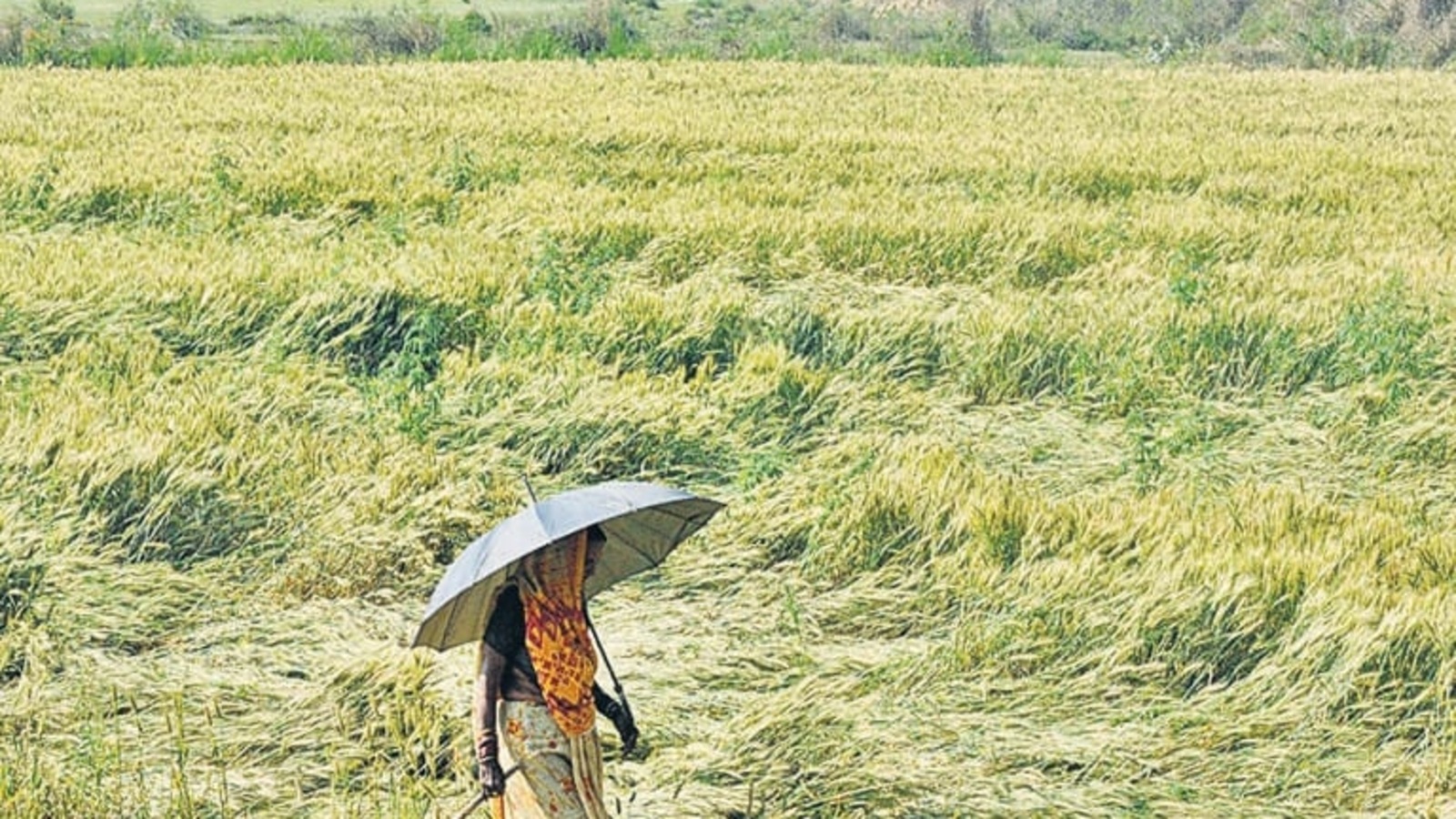 Late spell of rain stalls harvest, impacts crops | Latest News India ...