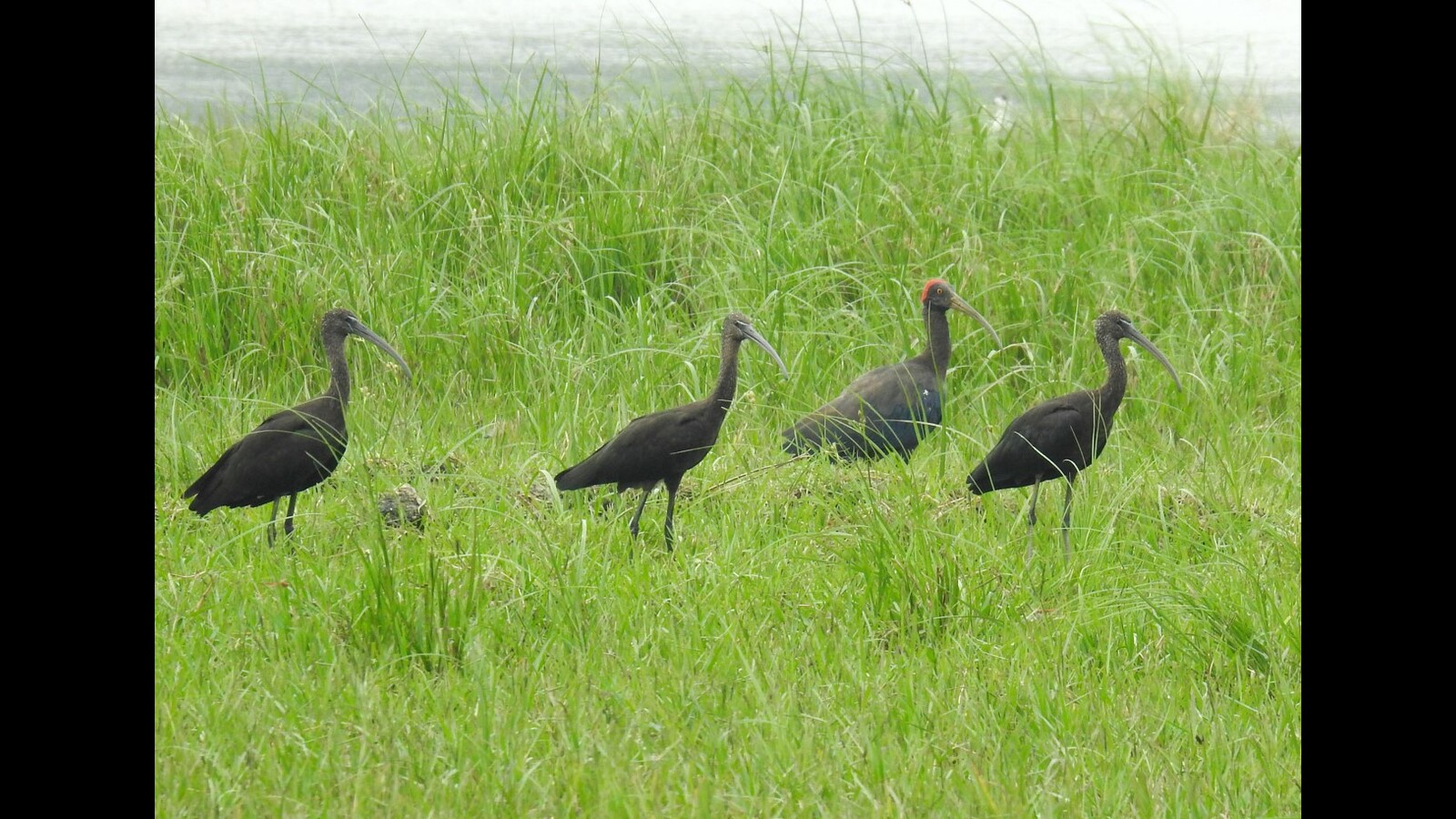 Winter migratory birds arrive early at Jodhpur Jhal near Agra ...