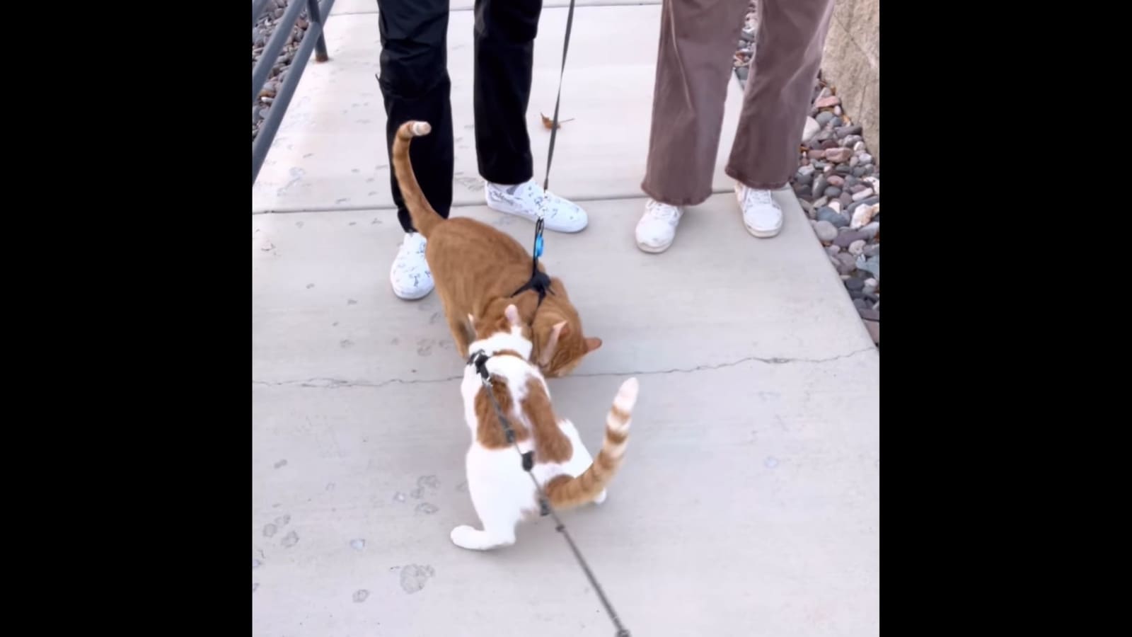 Cat gets all excited upon being reunited with his feline bestie, runs ...