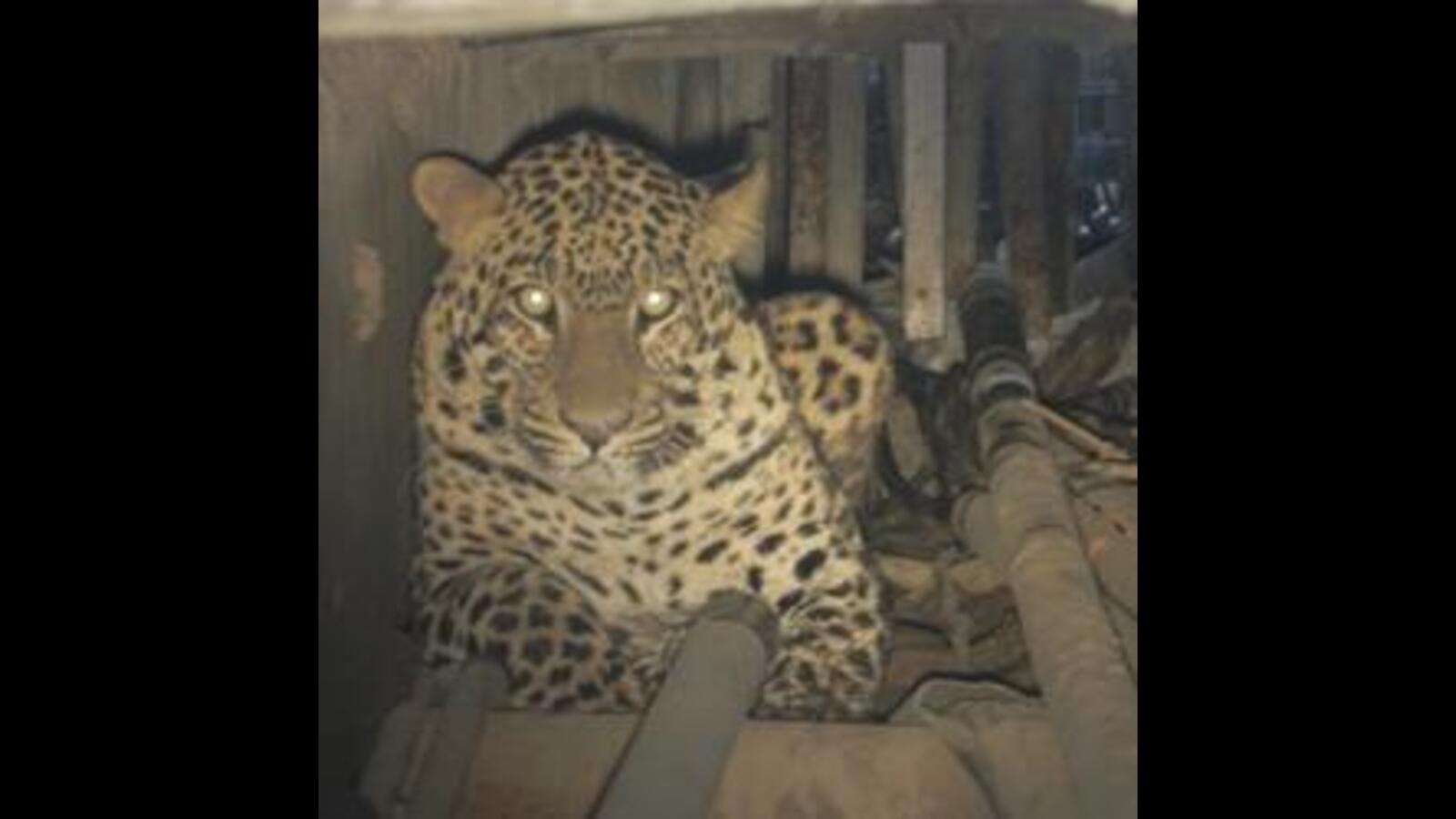 ‘Man-eater’ leopard still at large, villagers fear safety in Uri ...