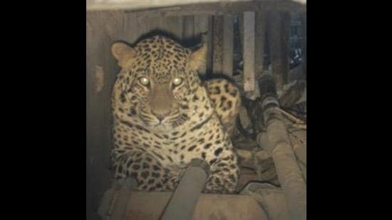 ‘Man-eater’ leopard still at large, villagers fear safety in Uri ...