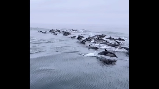 Video of dolphins erupting from surface of glassy sea bewitches ...