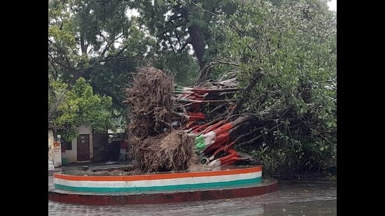 New Banyan sapling in place of fallen ‘Gandhi Vatvriksha’ today ...