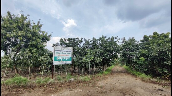 Uruli Devachi garbage depot converted into urban forest - Hindustan Times