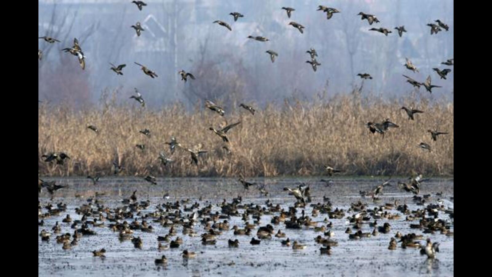 Pahalgam’s bird festival: Celebrating Valley’s rich biodiversity ...