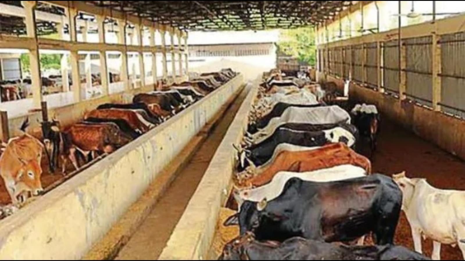 Animal shelters during rains: ‘Attending to rescue calls, arranging ...