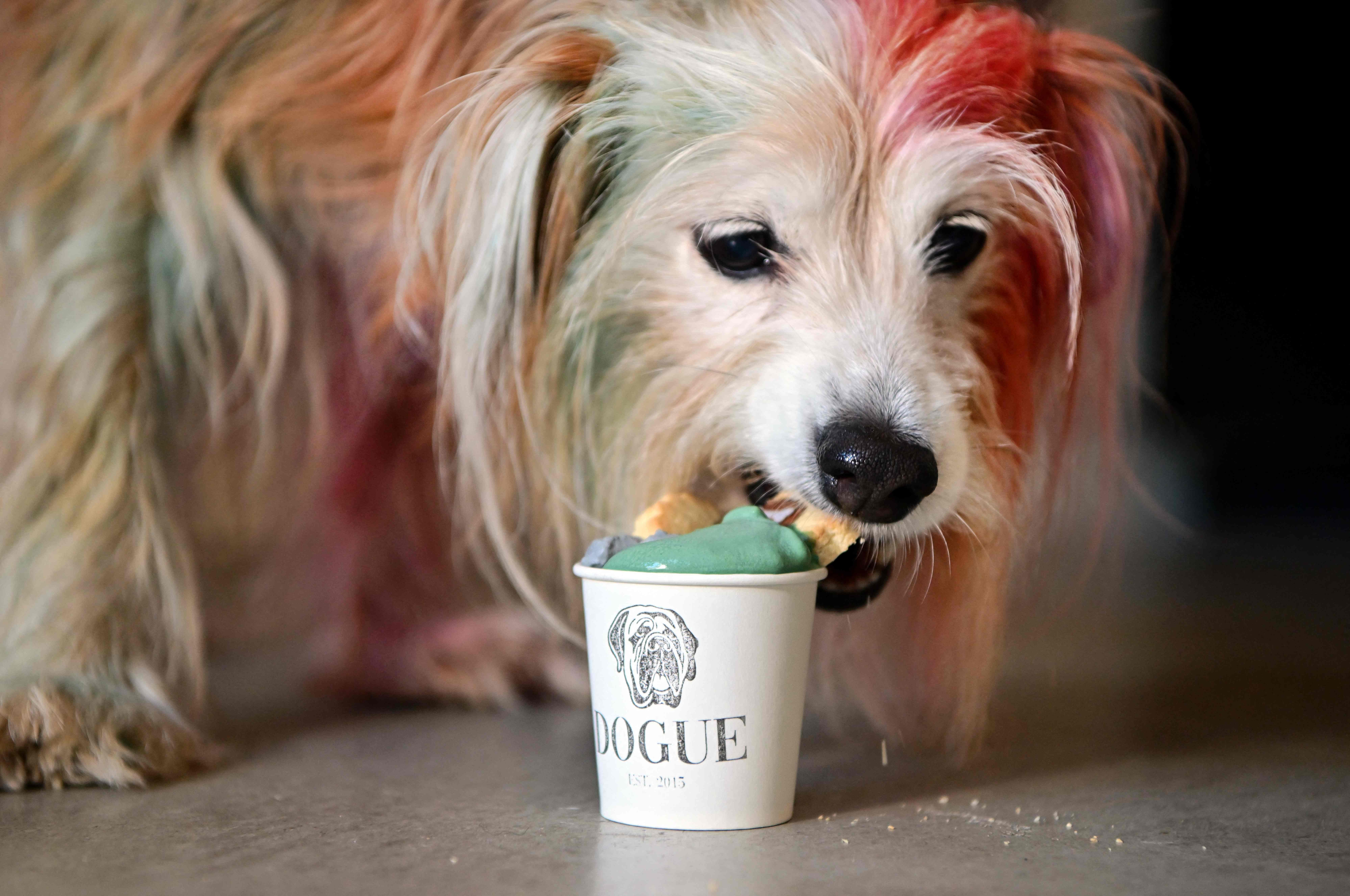 Haute-dog cuisine: US restaurant caters to canine gourmets | Hindustan ...