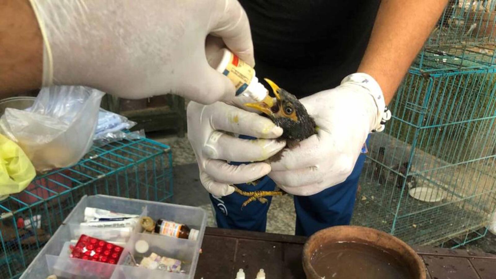 NGO volunteers take birds injured in Ludhiana aluminium factory ...