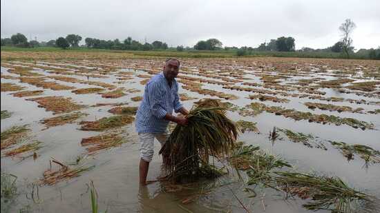 Rain spells throw daily life out of gear in Braj region | Hindustan Times