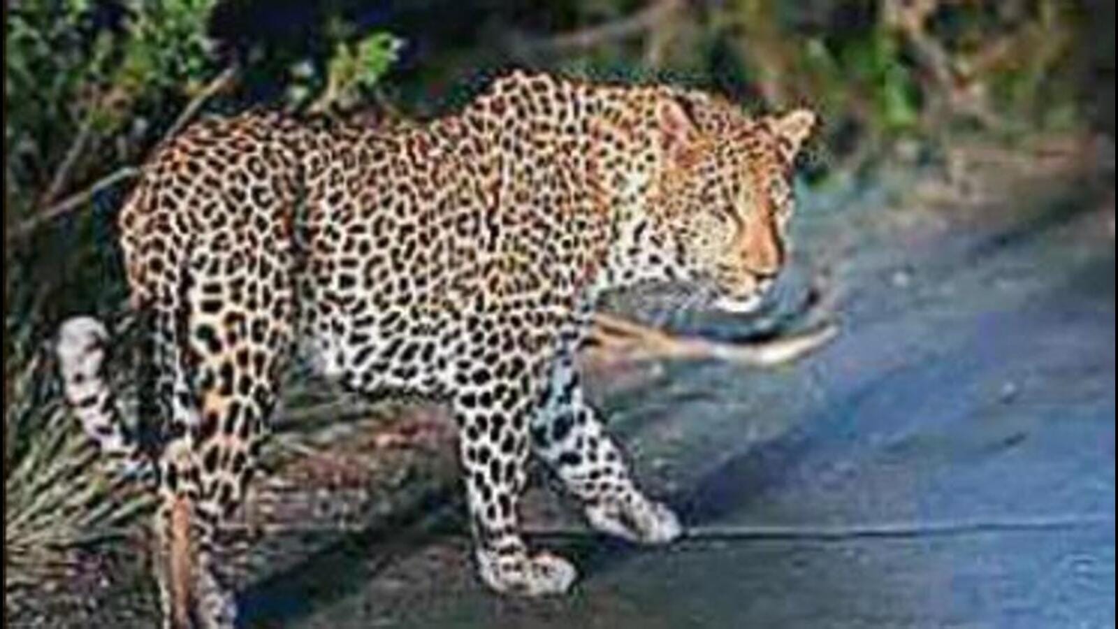 ‘Maneater’ leopard killed in Uri | Hindustan Times