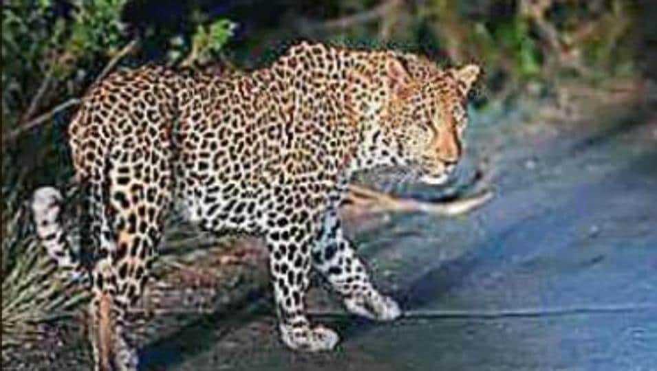indian leopard attack