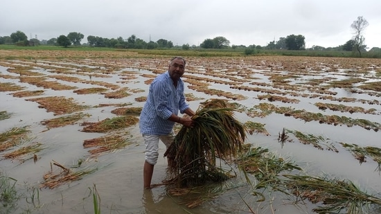Rainfall damages key crops, could stoke food prices | India News