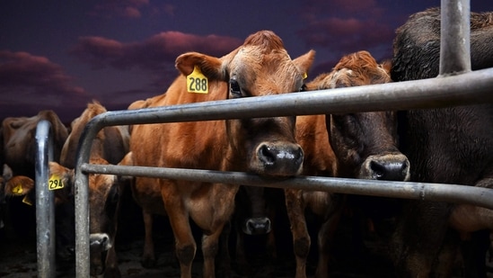 On New Zealand farm, scientists reduce cow burps - Hindustan Times