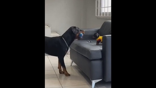 Big dog teaches cute little puppy how to play with a ball. Watch ...